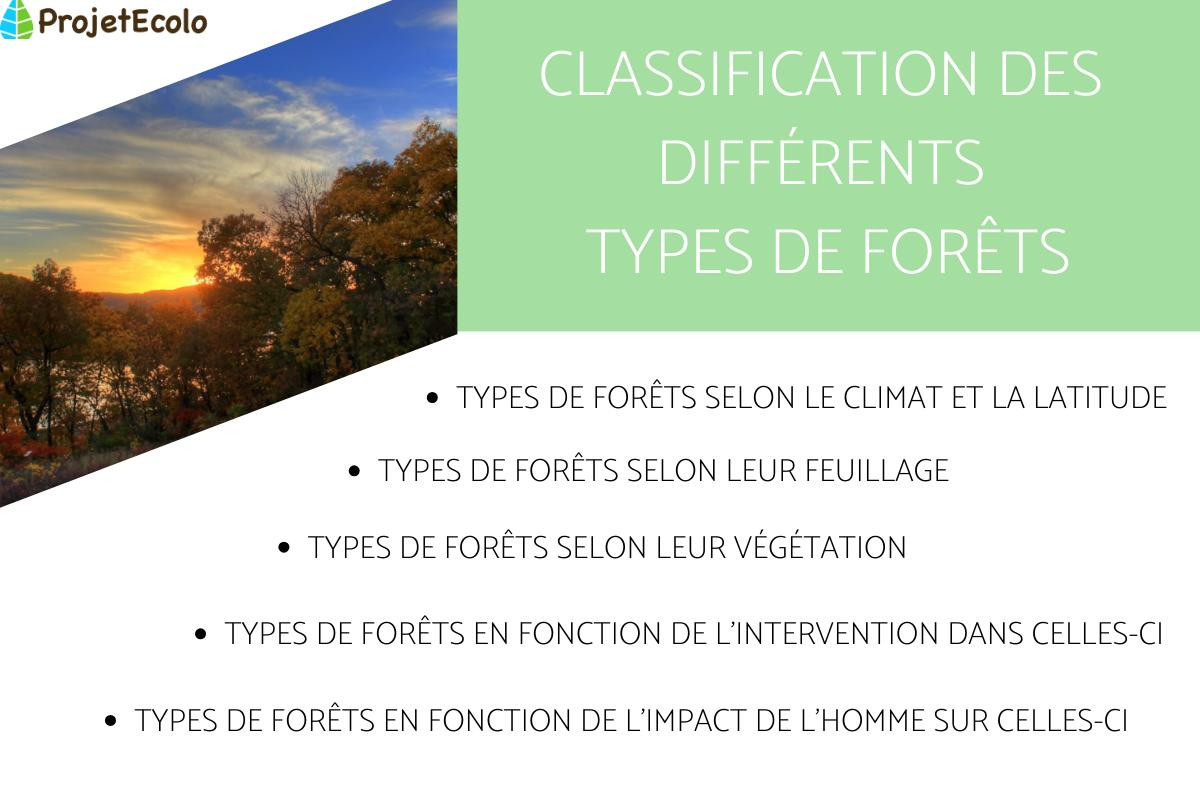 14 TYPES de FORÊTS - Caractéristiques et photos