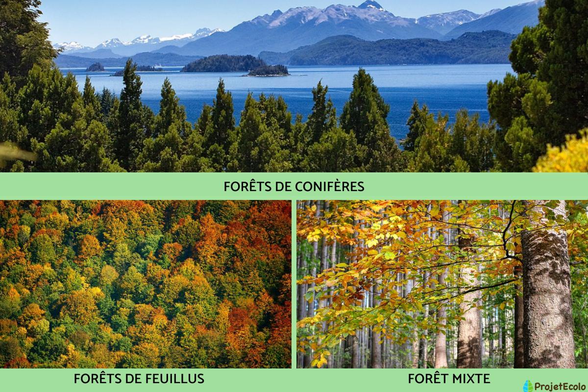 14 TYPES de FORÊTS - Caractéristiques et photos