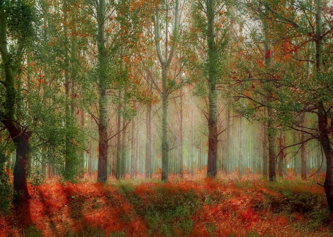 14 TYPES de FORÊTS - Caractéristiques et photos