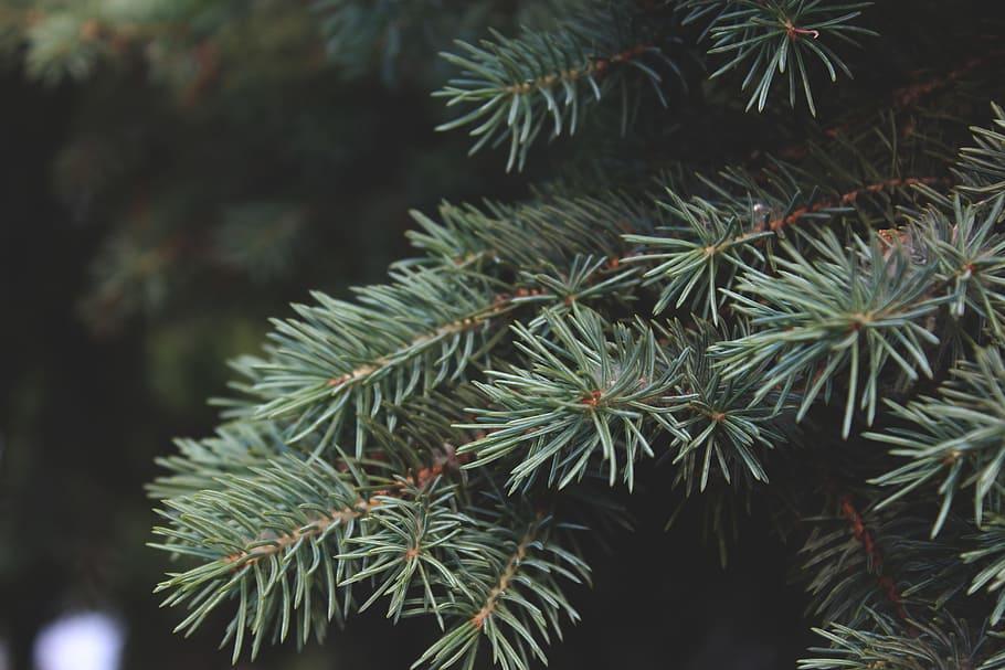 14 TYPES de FORÊTS - Caractéristiques et photos