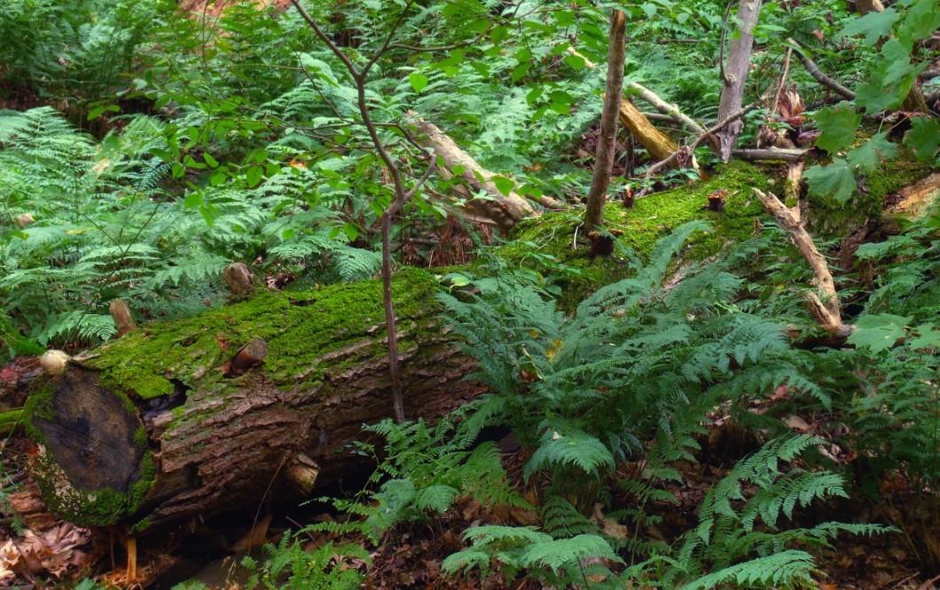 14 TYPES de FORÊTS - Caractéristiques et photos