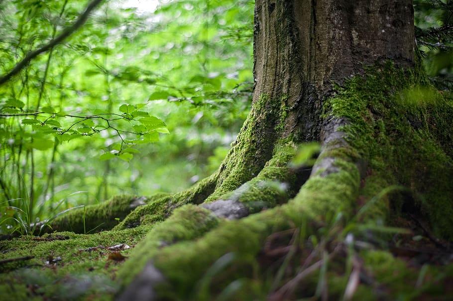 14 TYPES de FORÊTS - Caractéristiques et photos