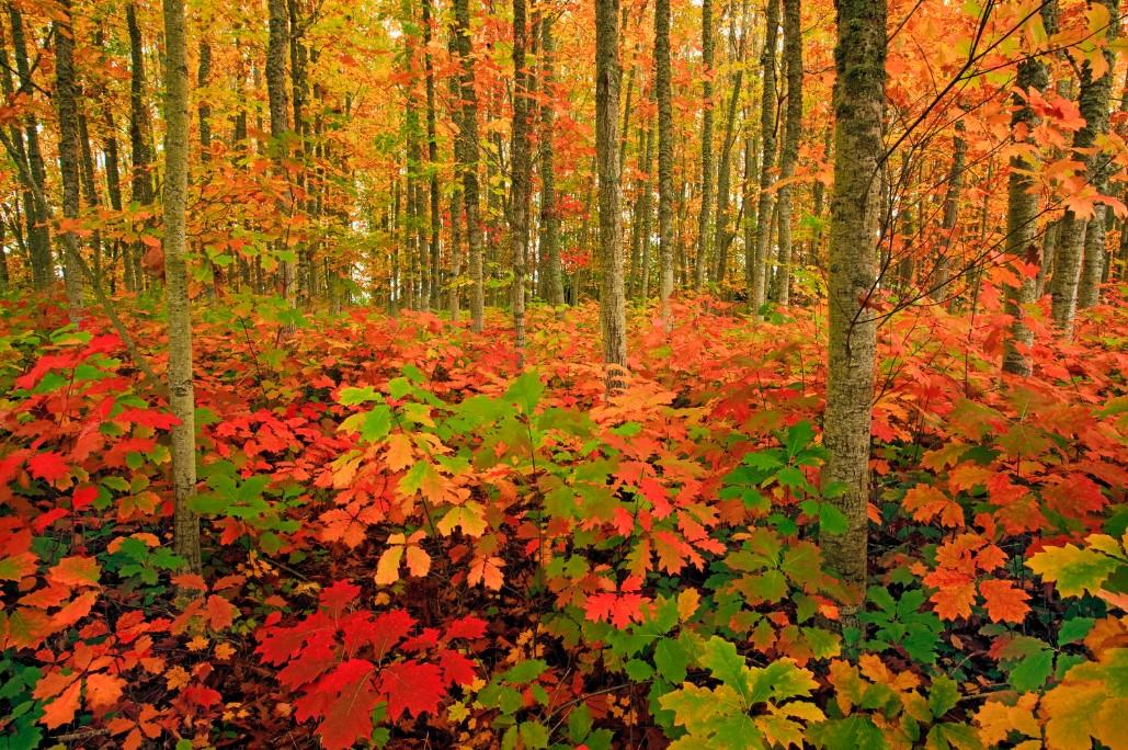 14 TYPES de FORÊTS - Caractéristiques et photos