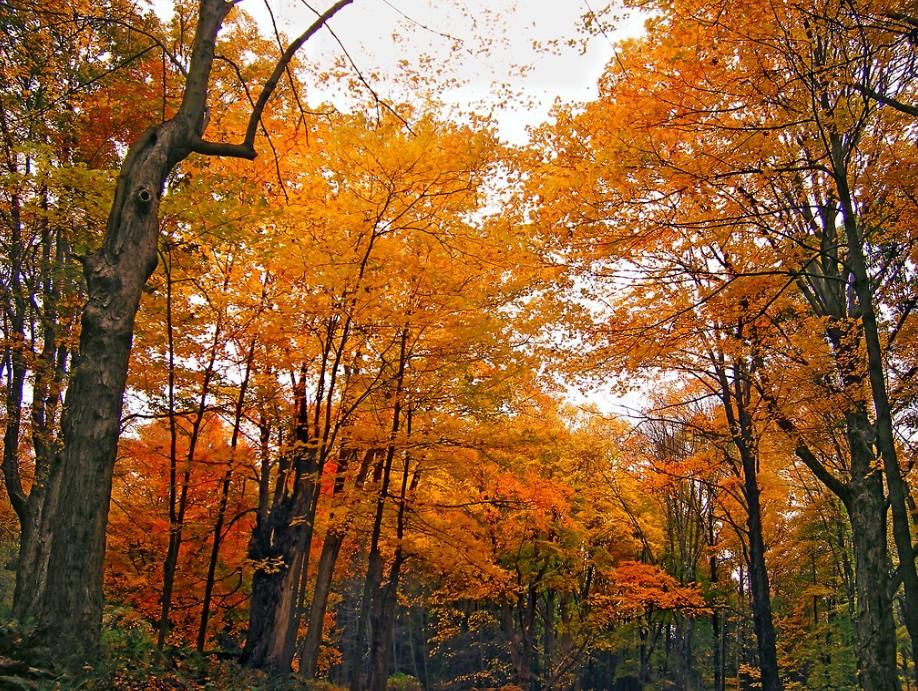 14 TYPES de FORÊTS - Caractéristiques et photos