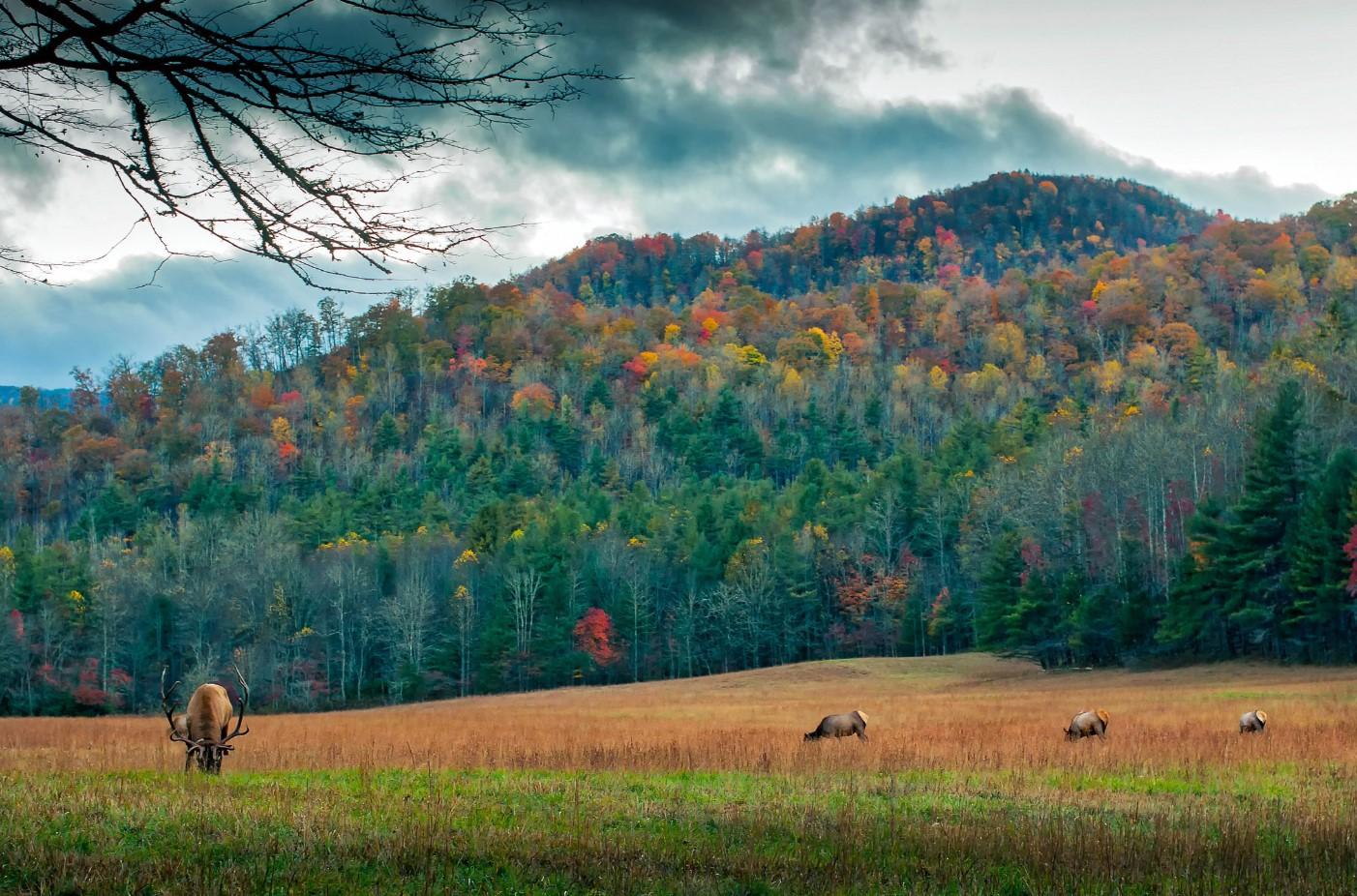 14 TYPES de FORÊTS - Caractéristiques et photos