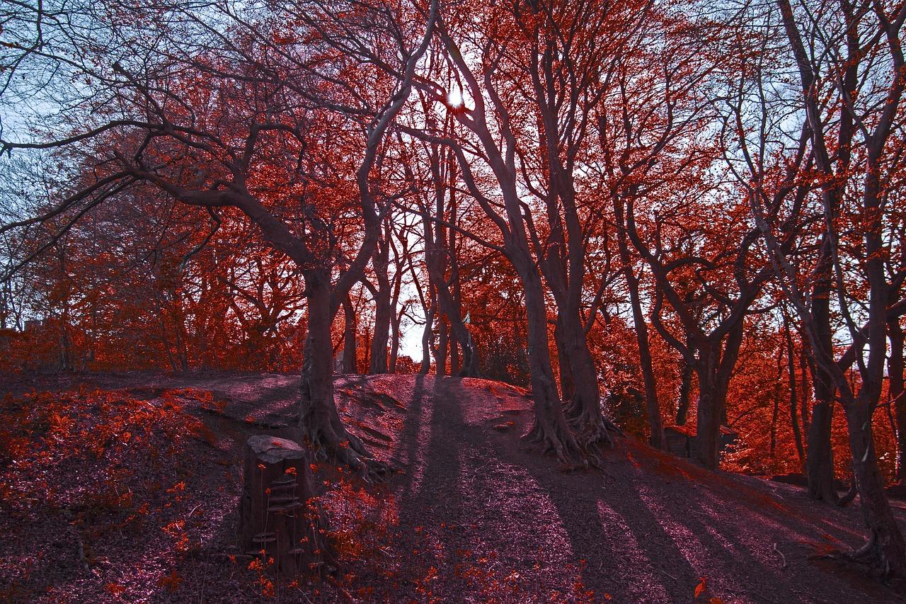 14 TYPES de FORÊTS - Caractéristiques et photos