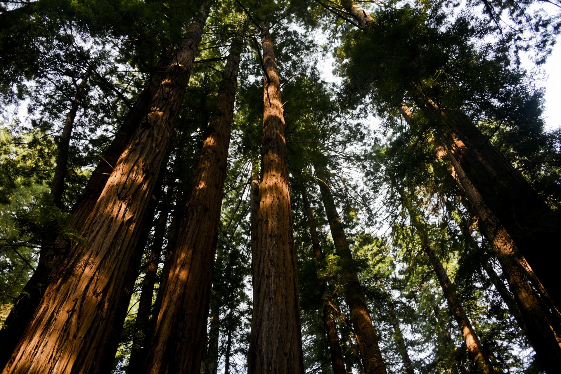 14 TYPES de FORÊTS - Caractéristiques et photos