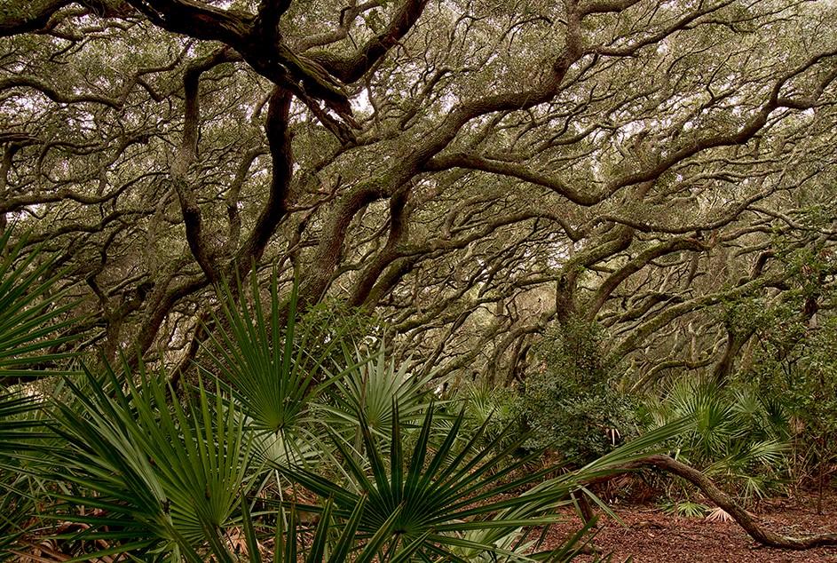 14 TYPES de FORÊTS - Caractéristiques et photos