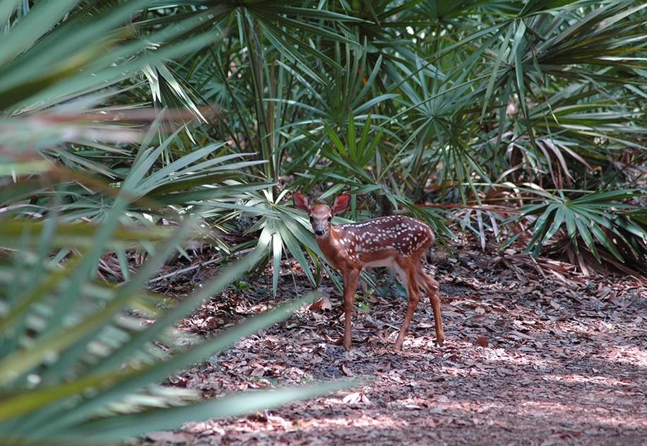 14 TYPES de FORÊTS - Caractéristiques et photos