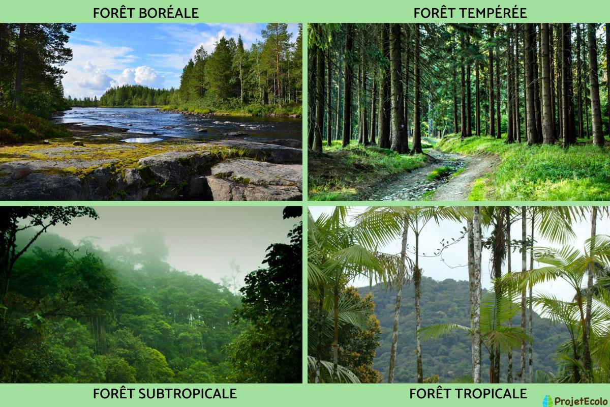 14 TYPES de FORÊTS - Caractéristiques et photos
