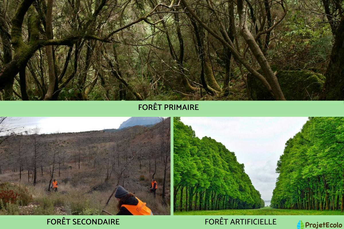 14 TYPES de FORÊTS - Caractéristiques et photos