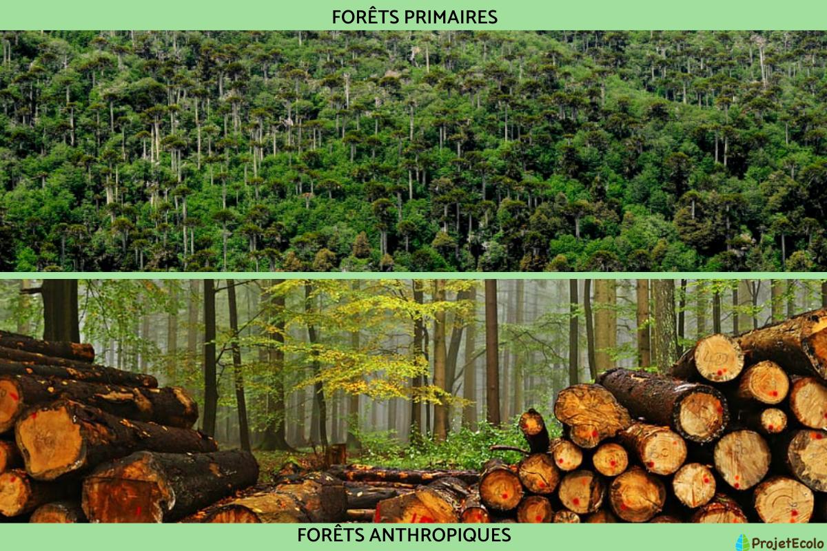 14 TYPES de FORÊTS - Caractéristiques et photos