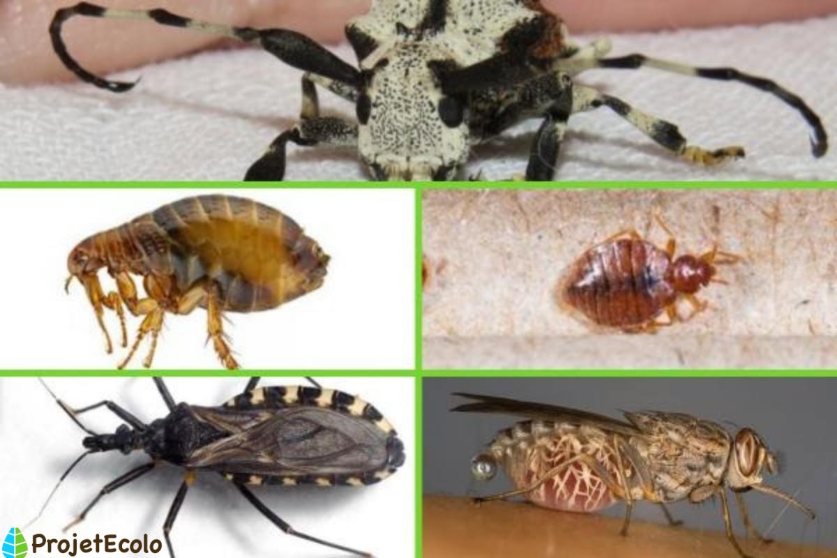 22 insectes piqueurs - Caractéristiques et PHOTOS