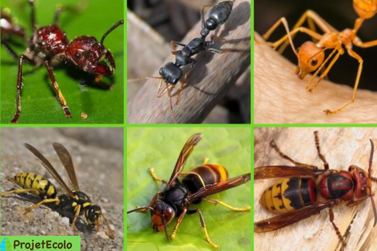 22 insectes piqueurs - Caractéristiques et PHOTOS