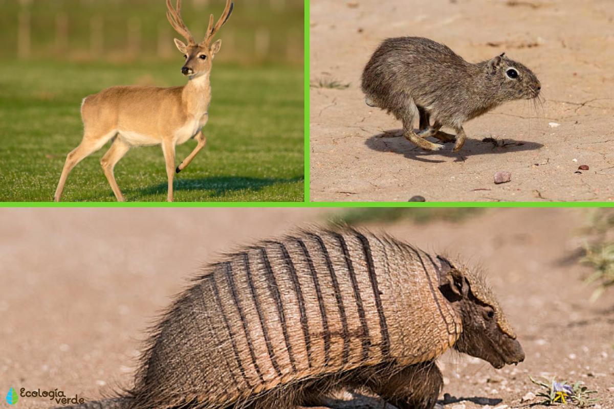 Pampa d'Argentine - Caractéristiques, flore et faune