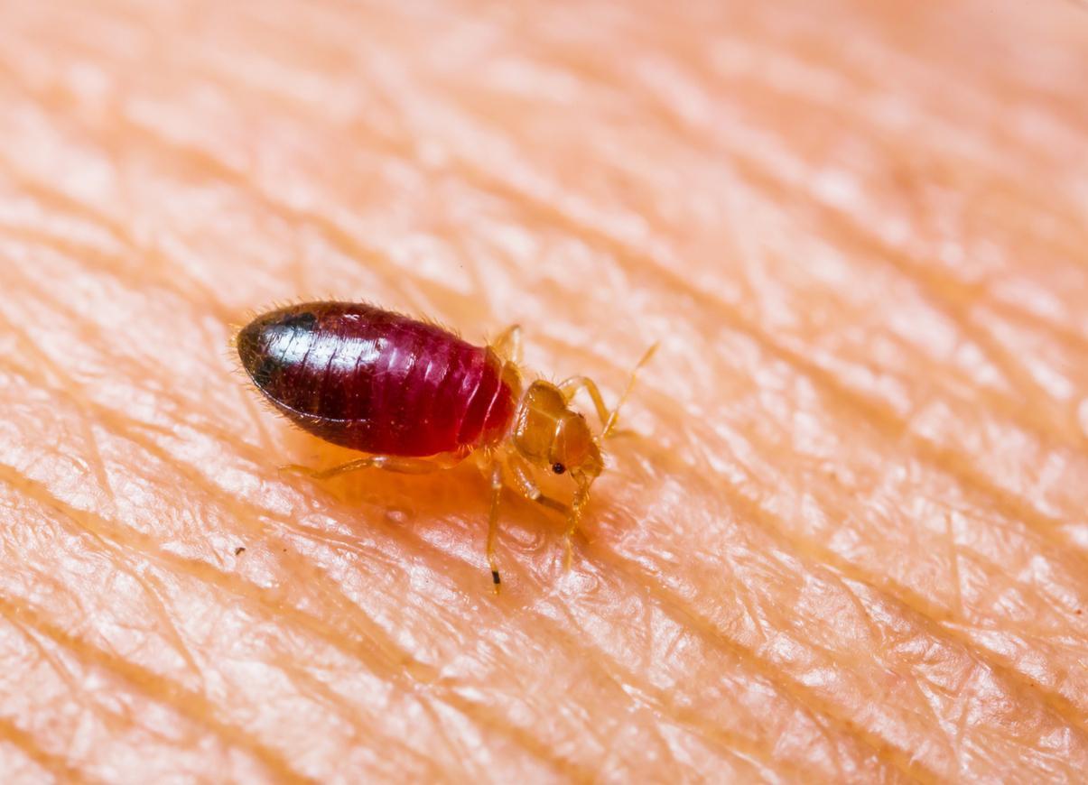 22 insectes piqueurs - Caractéristiques et PHOTOS