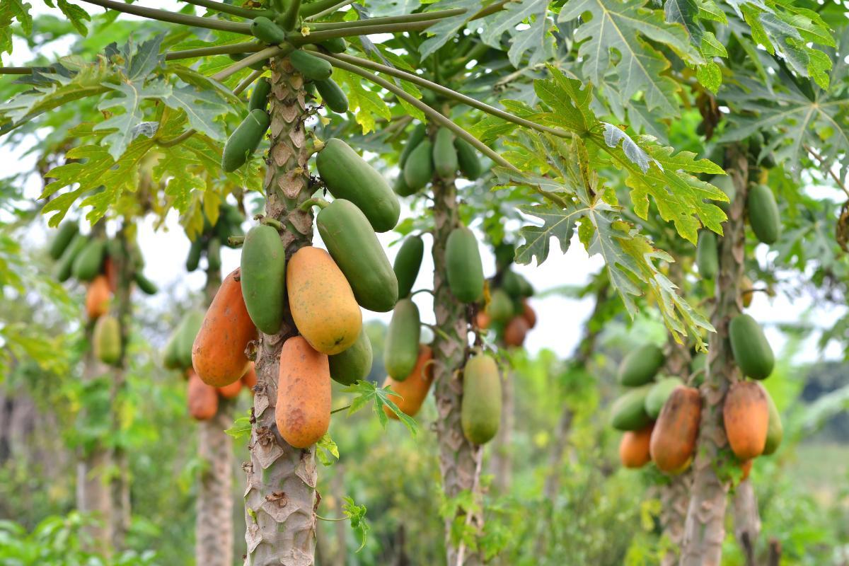 PAPAYER : PROPRIÉTÉS, BIENFAITS et CONTRE-INDICATIONS