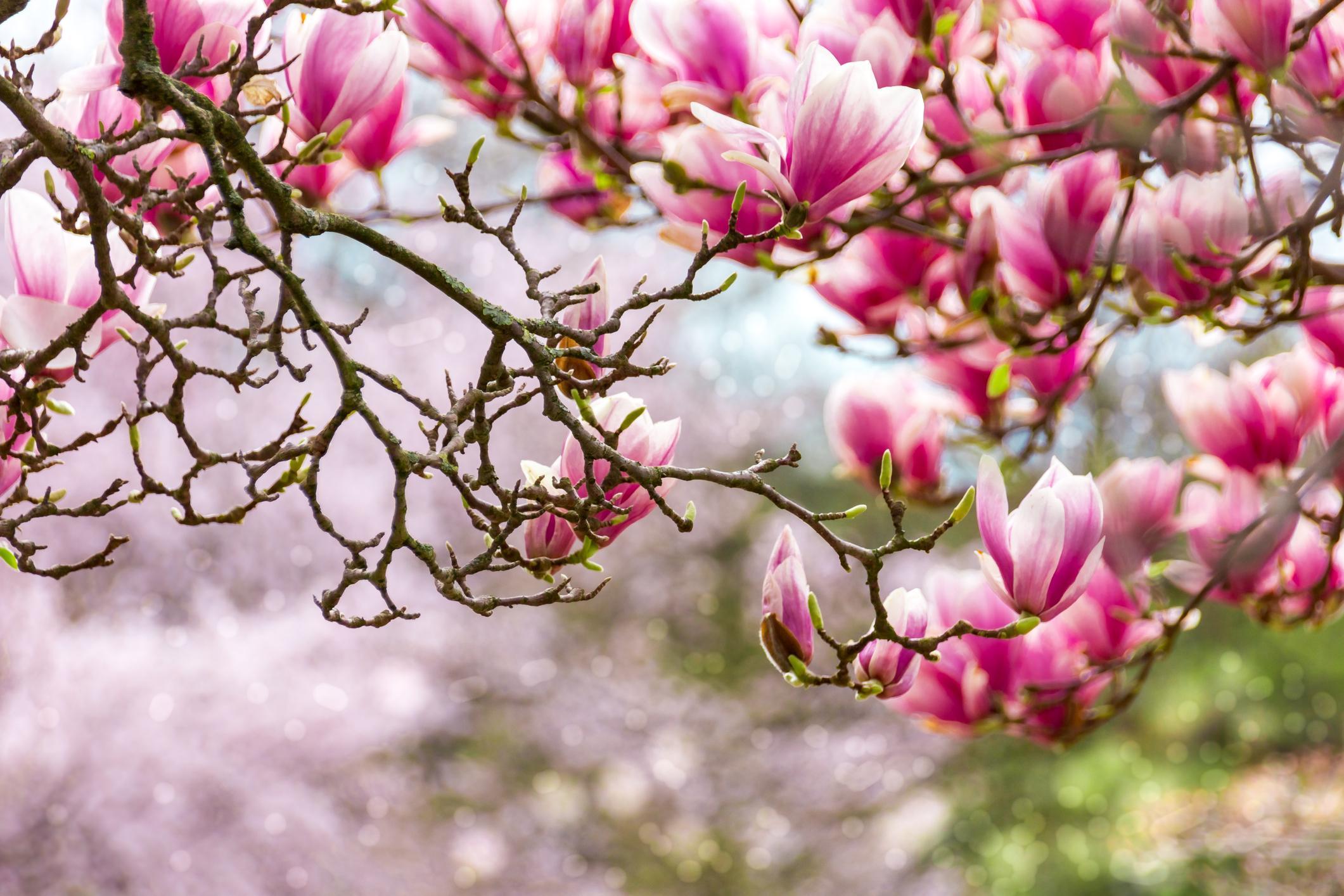 Magnolia en pot : entretien, engrais et transplantation