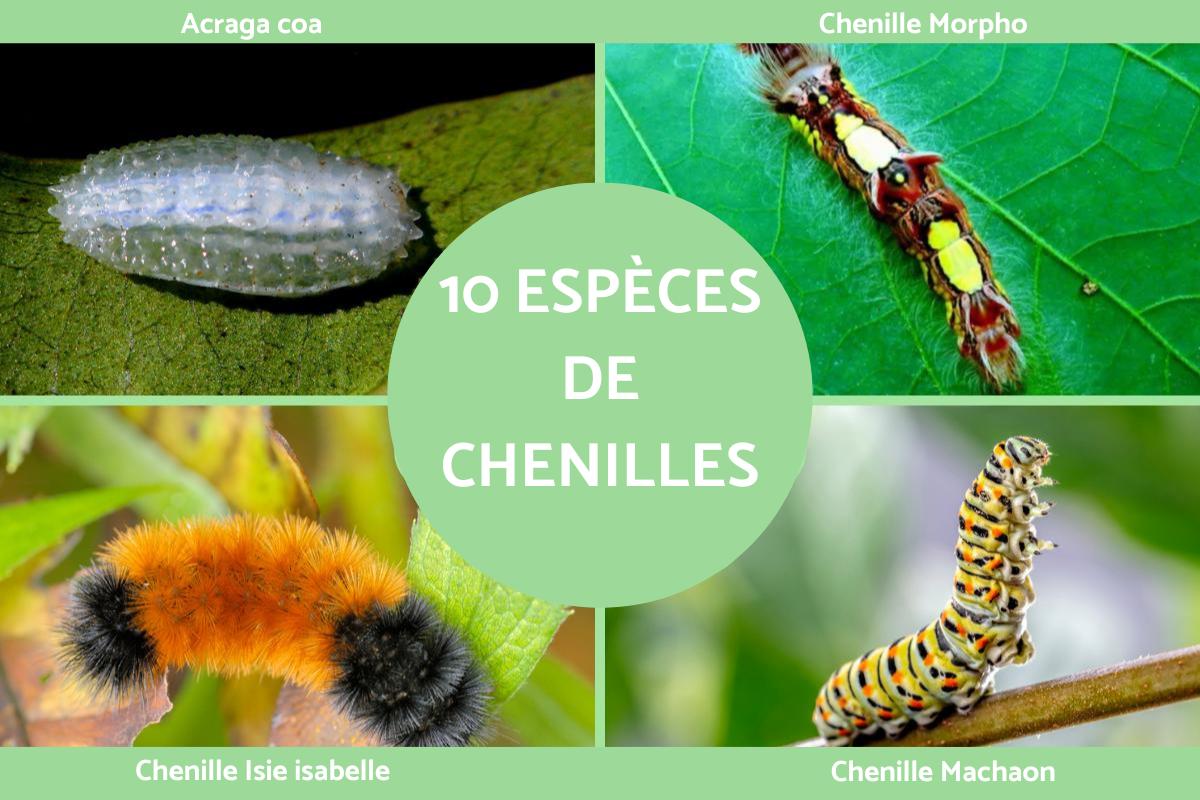 10 Espèces de chenilles - Noms et PHOTOS