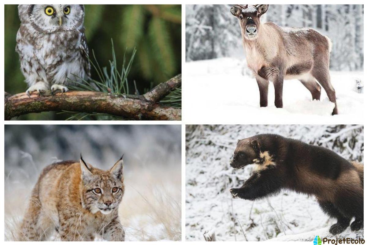 FORÊTS BORÉALES : CARACTÉRISTIQUES, FLORE et FAUNE
