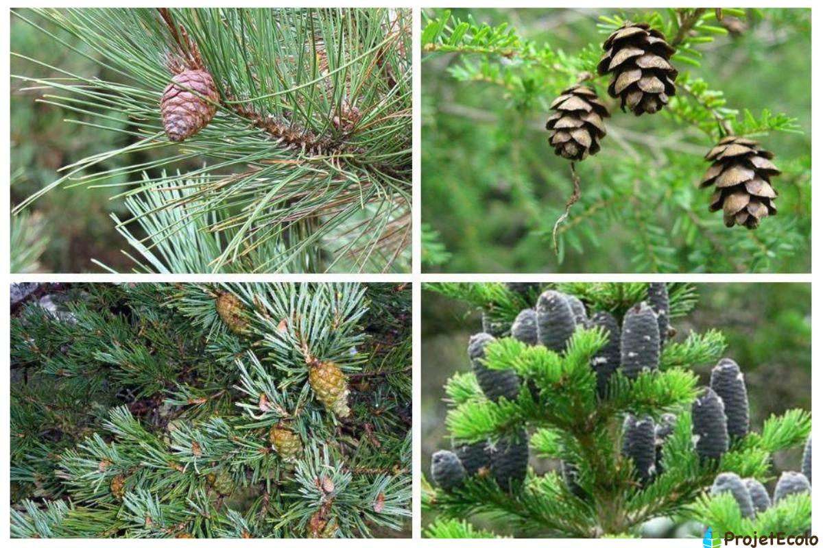 FORÊTS BORÉALES : CARACTÉRISTIQUES, FLORE et FAUNE