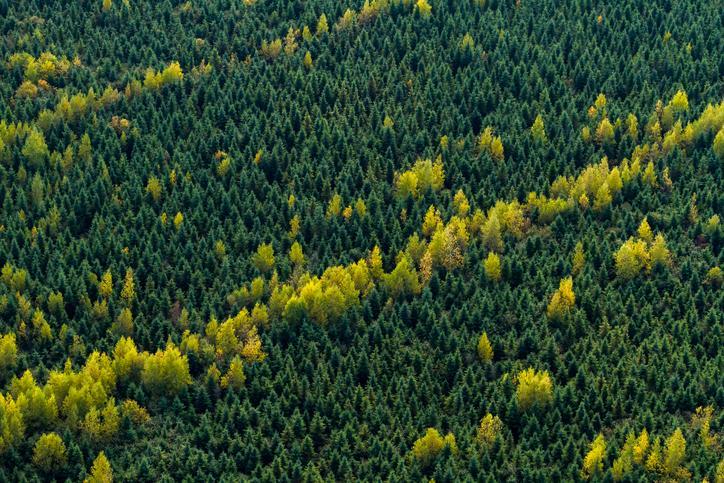 FORÊTS BORÉALES : CARACTÉRISTIQUES, FLORE et FAUNE