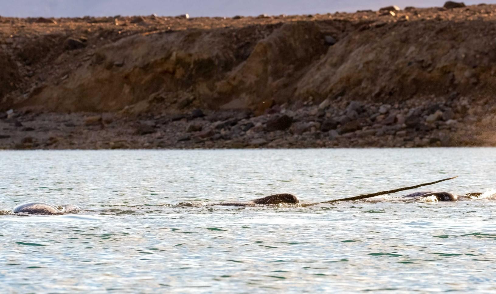 Narval : caractéristiques, alimentation et habitat