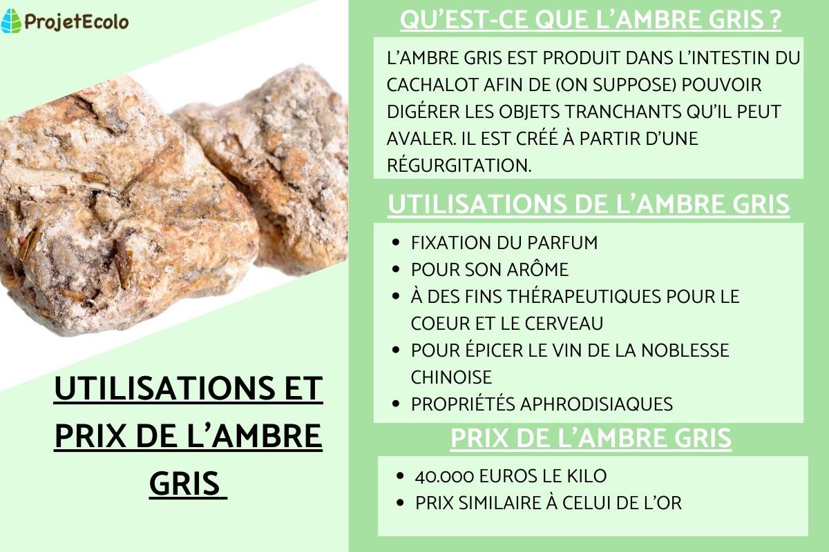 Vomi de baleine ou ambre gris : Qu'est-ce que c'est, utilisation et prix