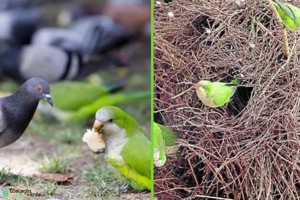 Espèce invasive ou espèce envahissante : Définition et exemples