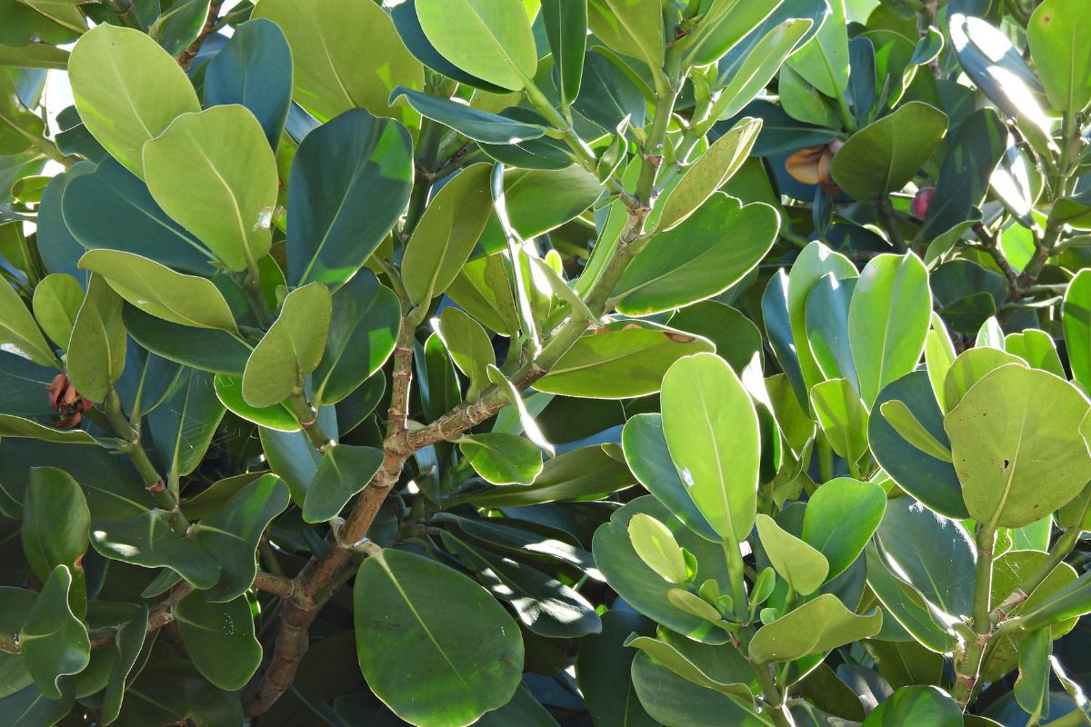 CLUSIA ROSEA : ENTRETIEN ET BOUTURE - Guide complet