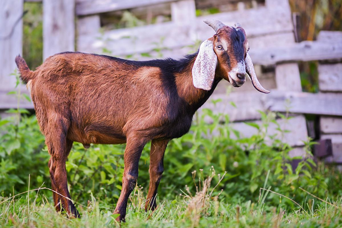 10 RACES de CHÈVRES - Noms et PHOTOS