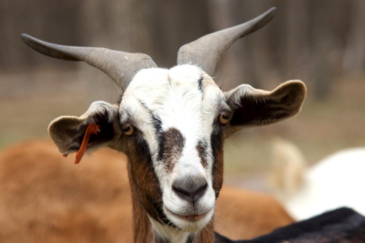 10 RACES de CHÈVRES - Noms et PHOTOS