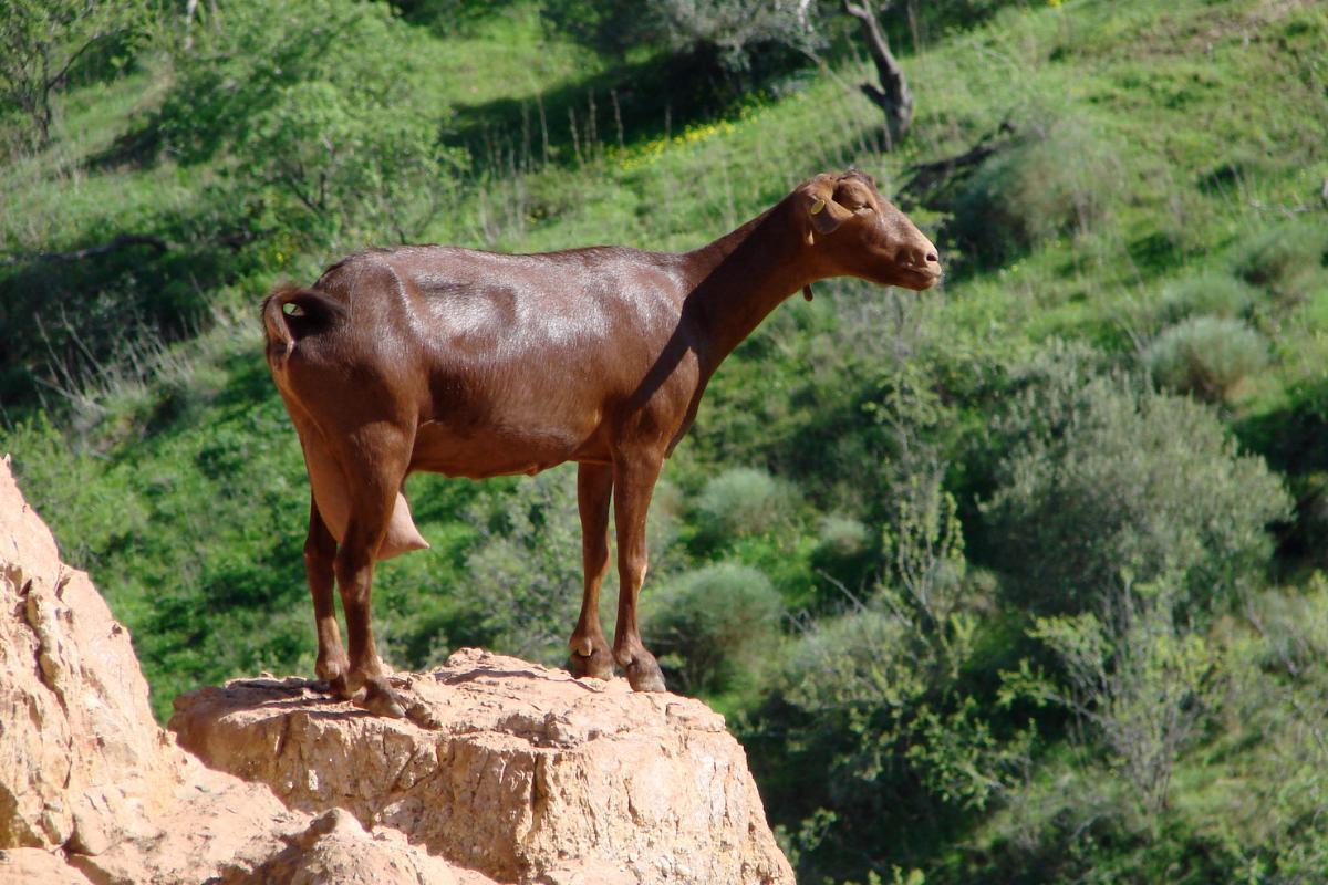 10 RACES de CHÈVRES - Noms et PHOTOS