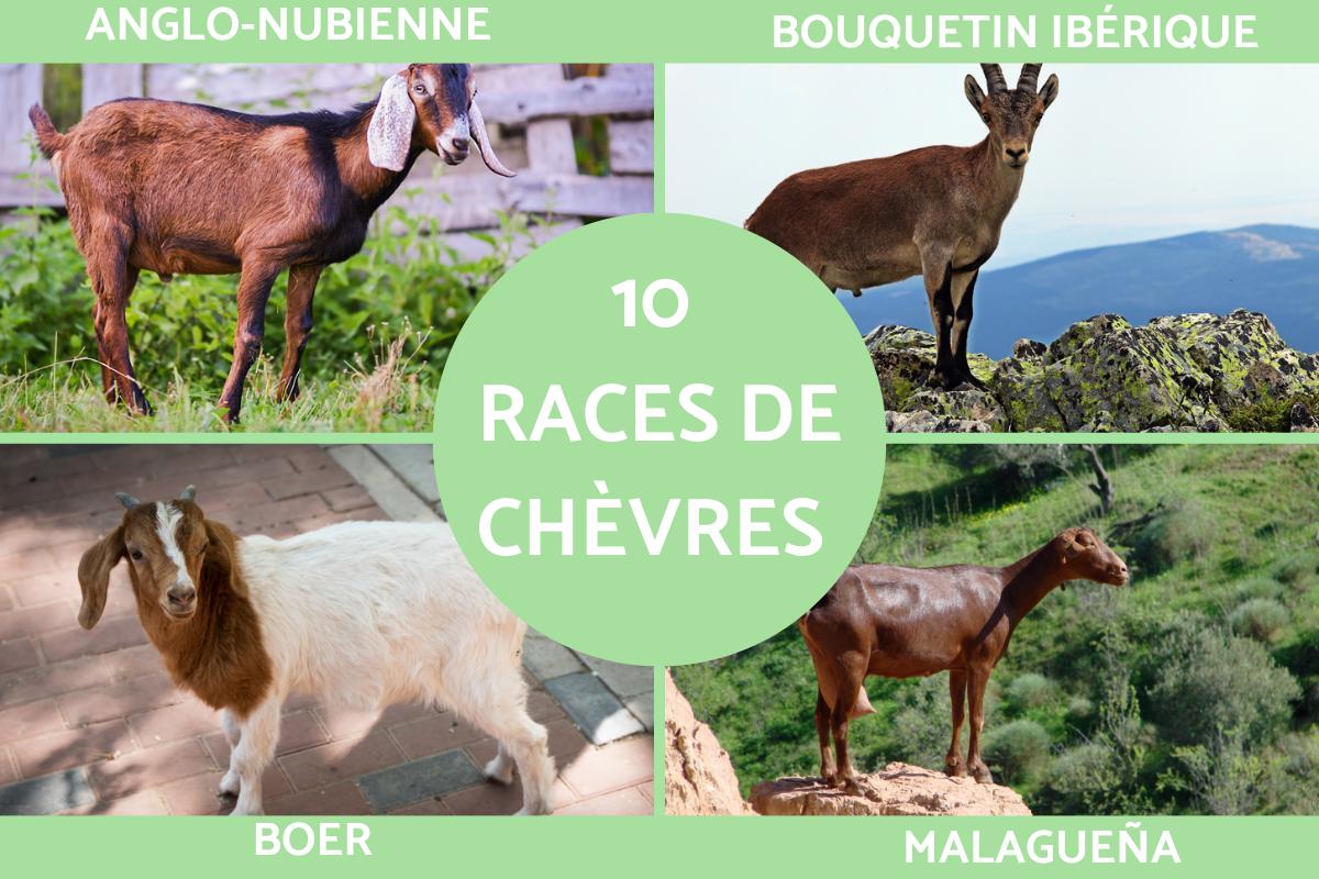10 RACES de CHÈVRES - Noms et PHOTOS