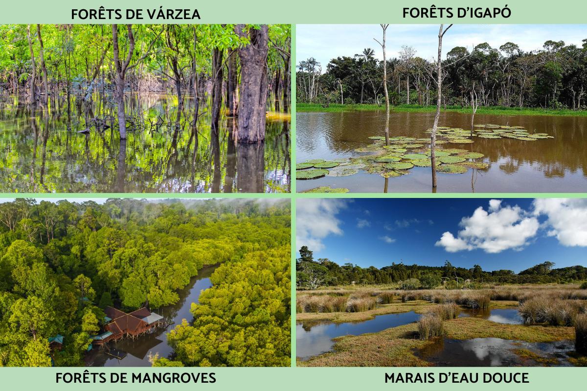 Forêts alluviales : définition, caractéristiques, types et exemples