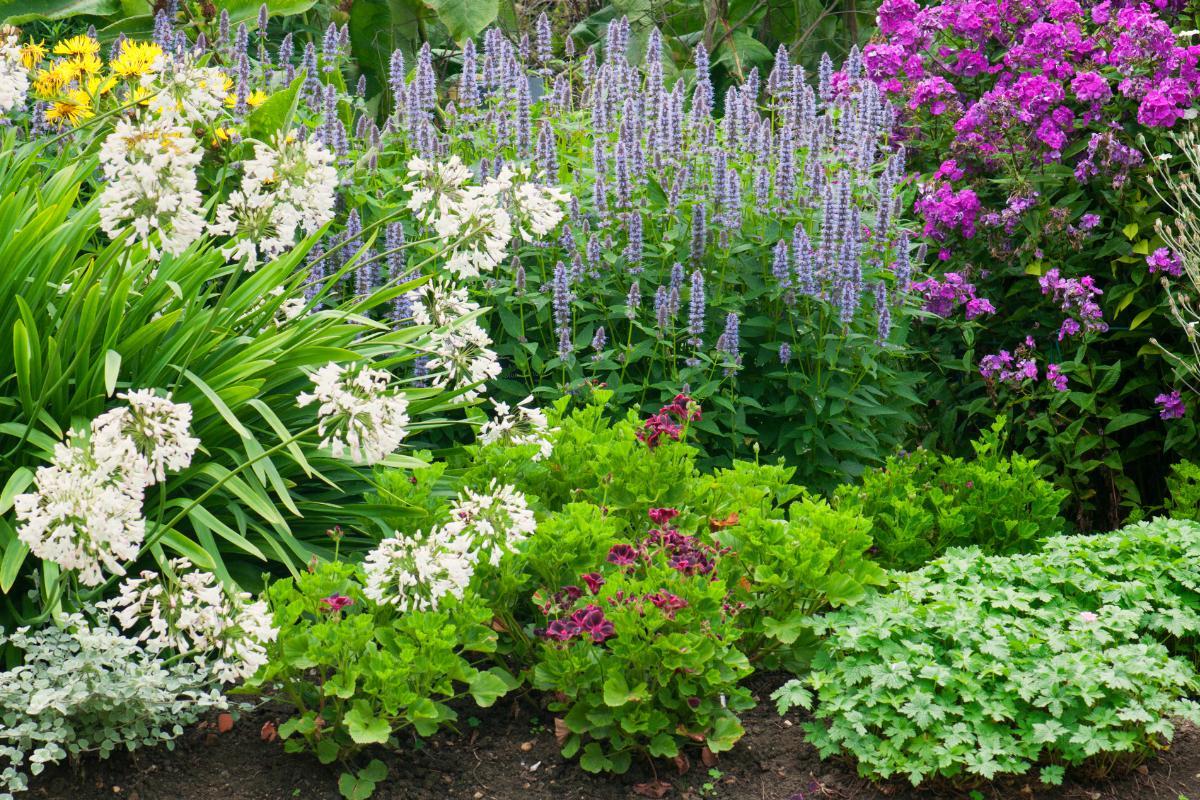 Plantes vivaces : définition, liste et entretien