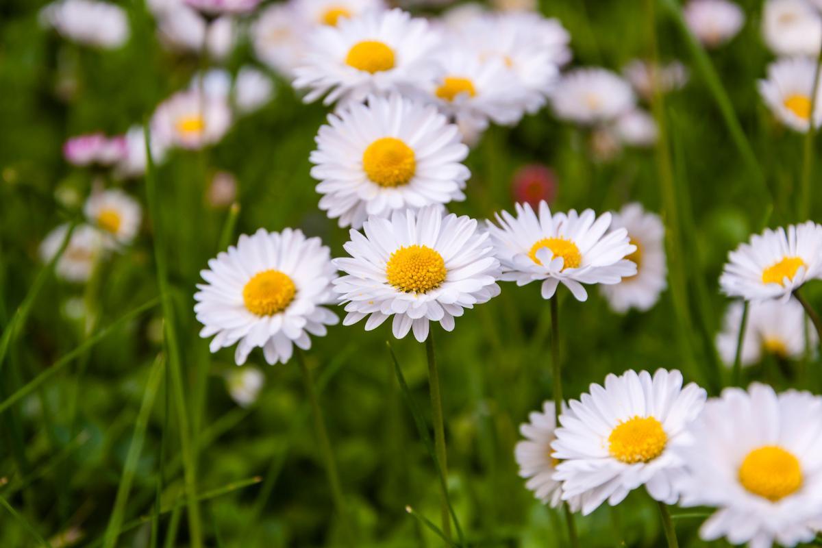 Plantes vivaces : définition, liste et entretien