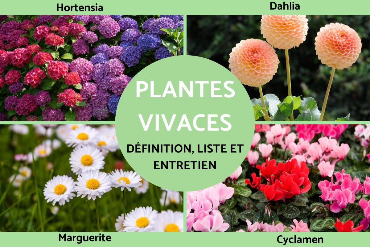 Plantes vivaces : définition, liste et entretien