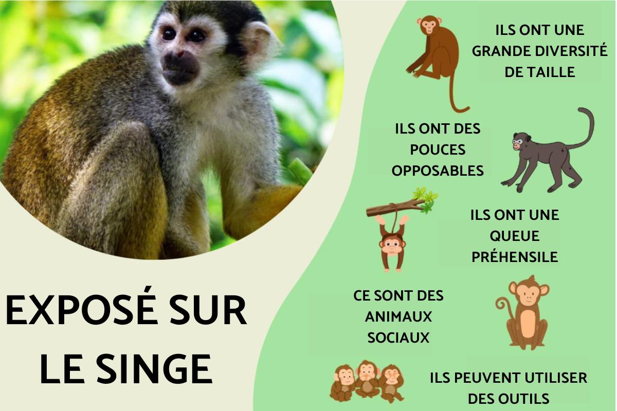 Exposé sur le singe