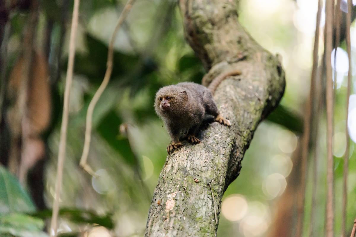 Exposé sur le singe
