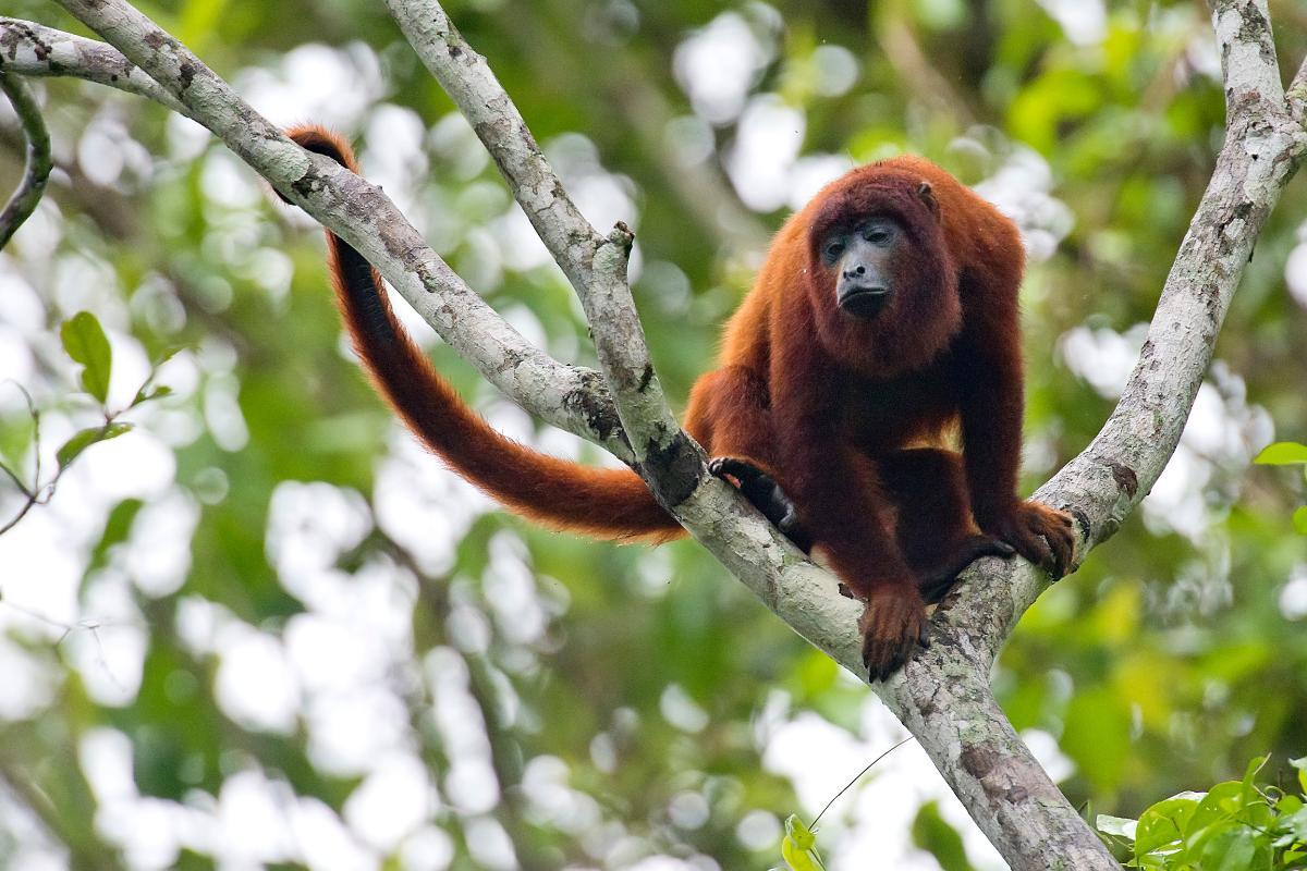 Exposé sur le singe