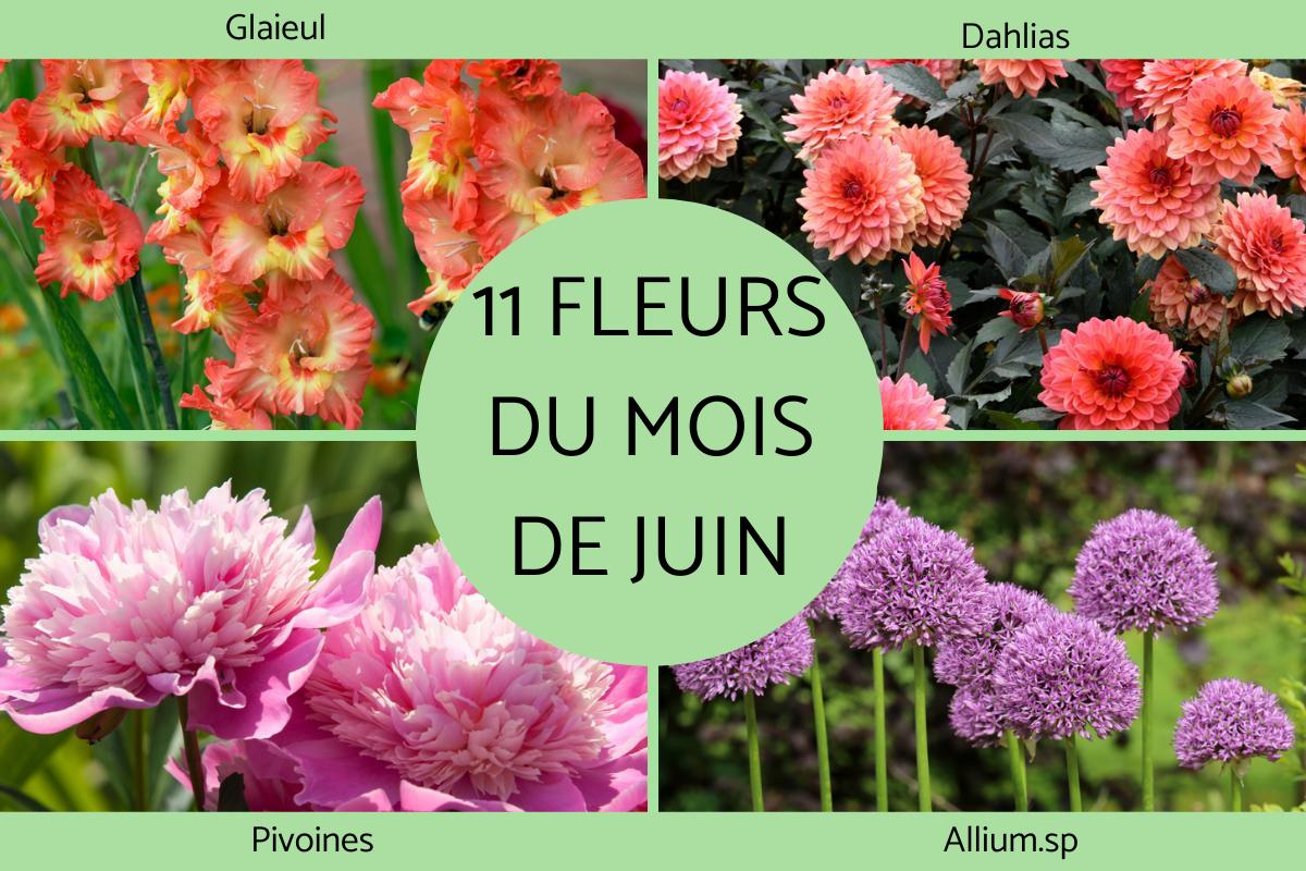 11 Fleurs du mois de juin - NOMS et PHOTOS
