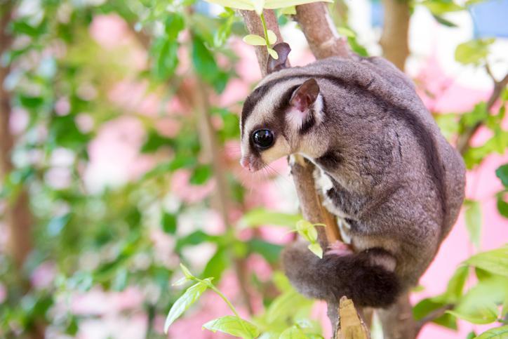 10 ANIMAUX RARES D'AUSTRALIE - TRÈS SURPRENANTS