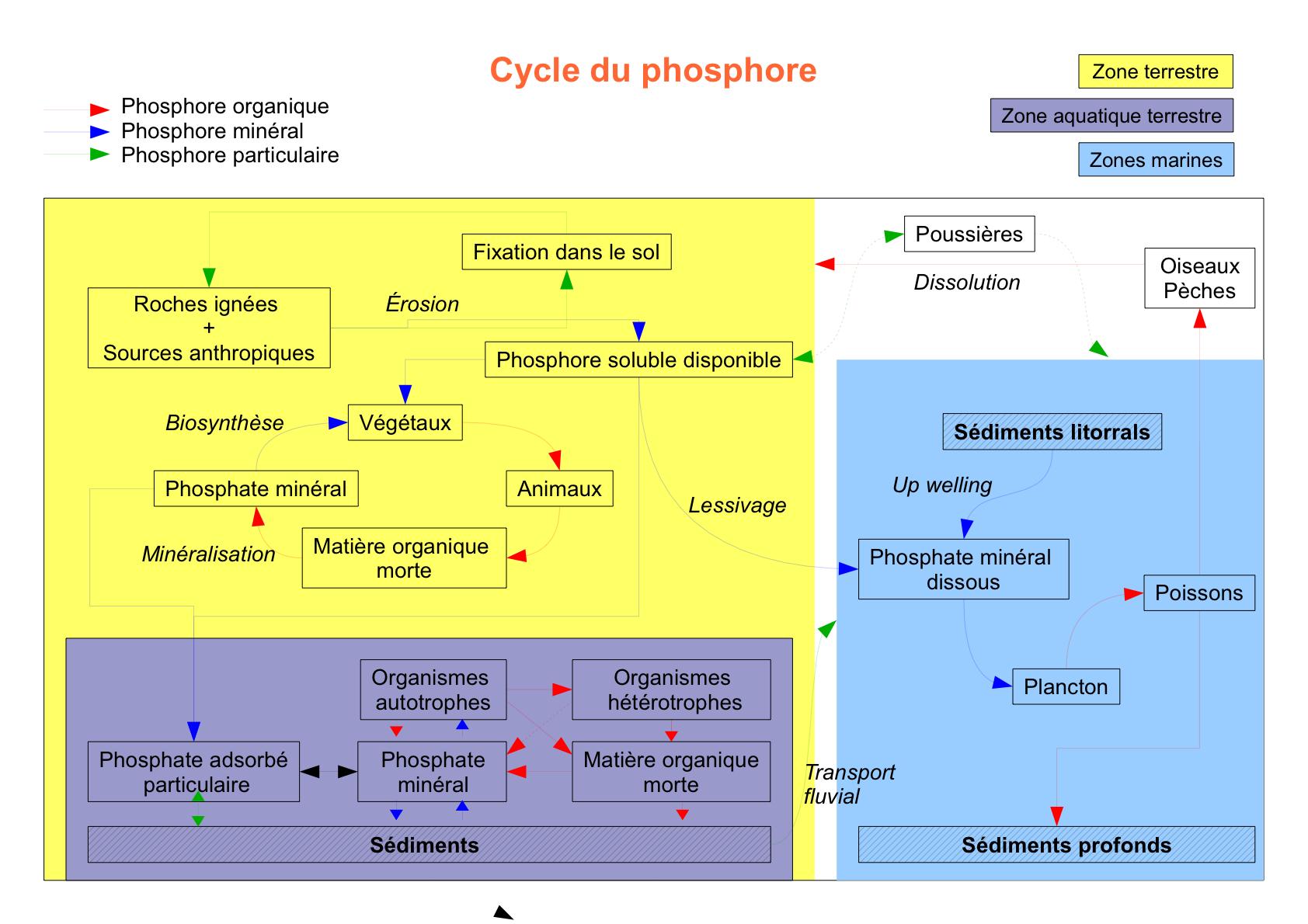 Cycle biogéochimique : définition, types et rôle