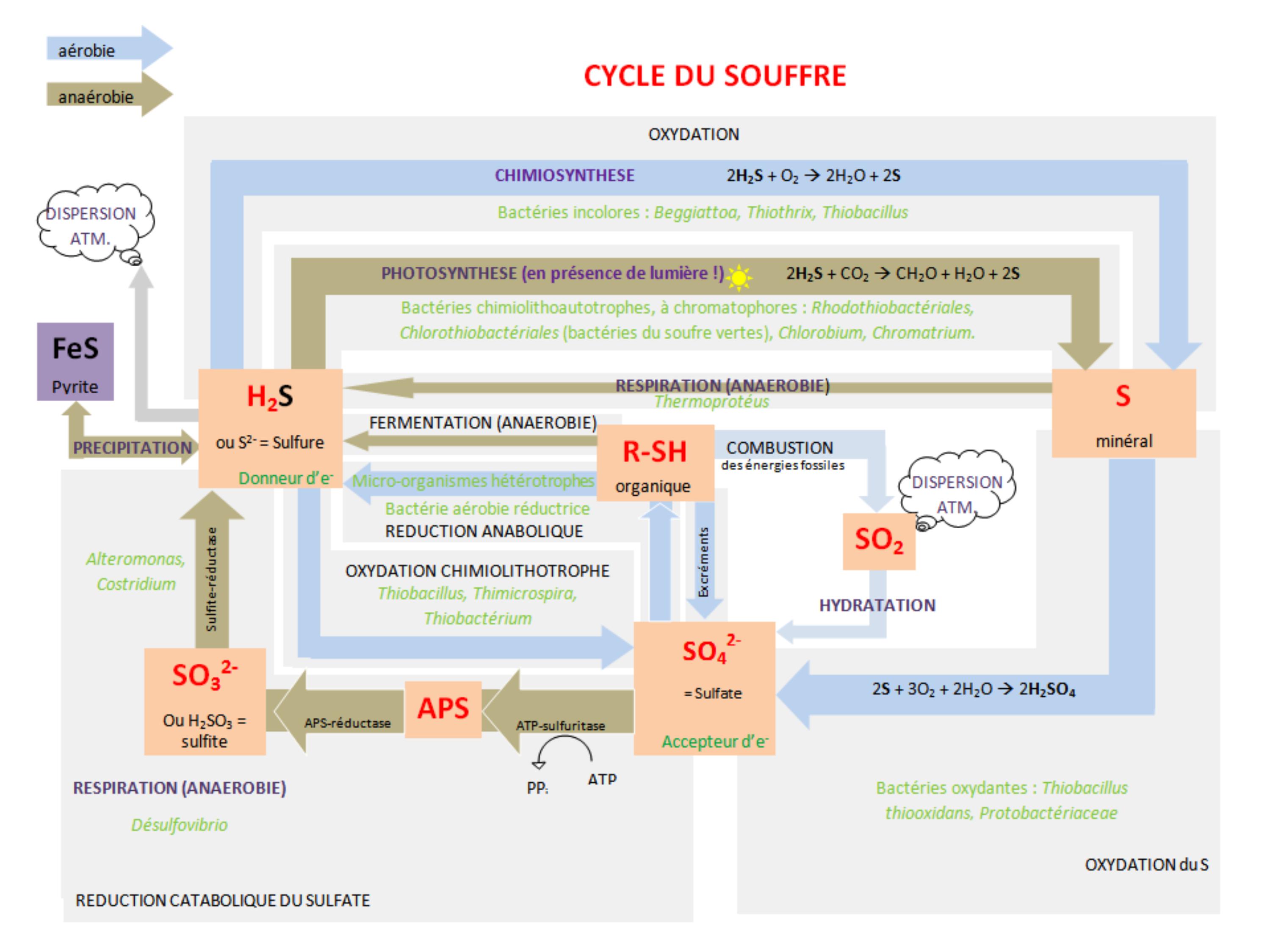 Cycle biogéochimique : définition, types et rôle