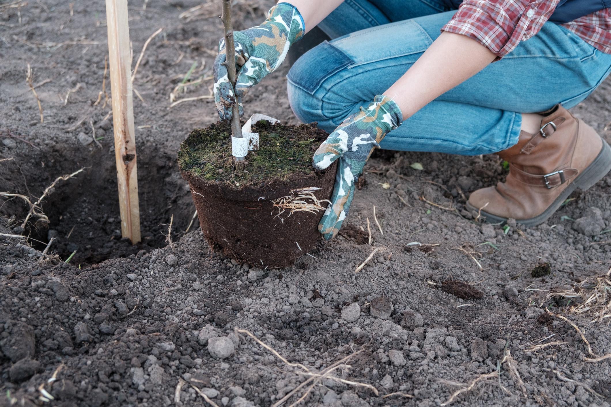 Planter un MAGNOLIA : plantation et entretien - GUIDE COMPLET