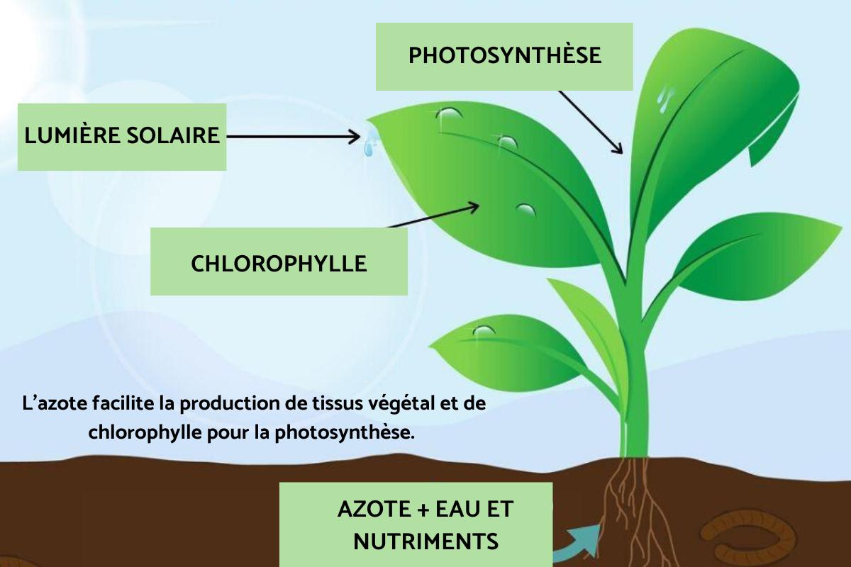 Azote pour les plantes