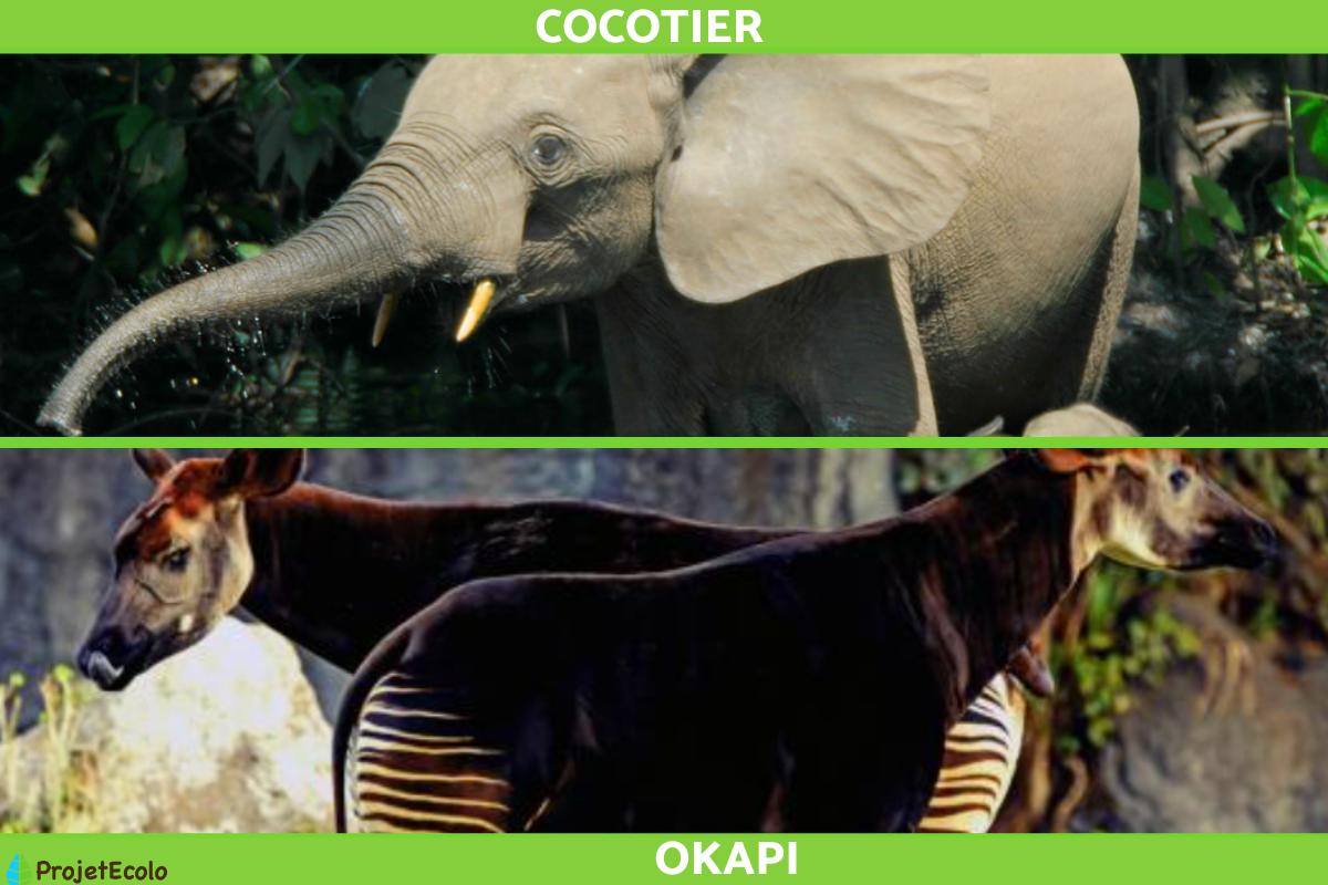 Forêt du Congo : Caractéristiques, flore et faune