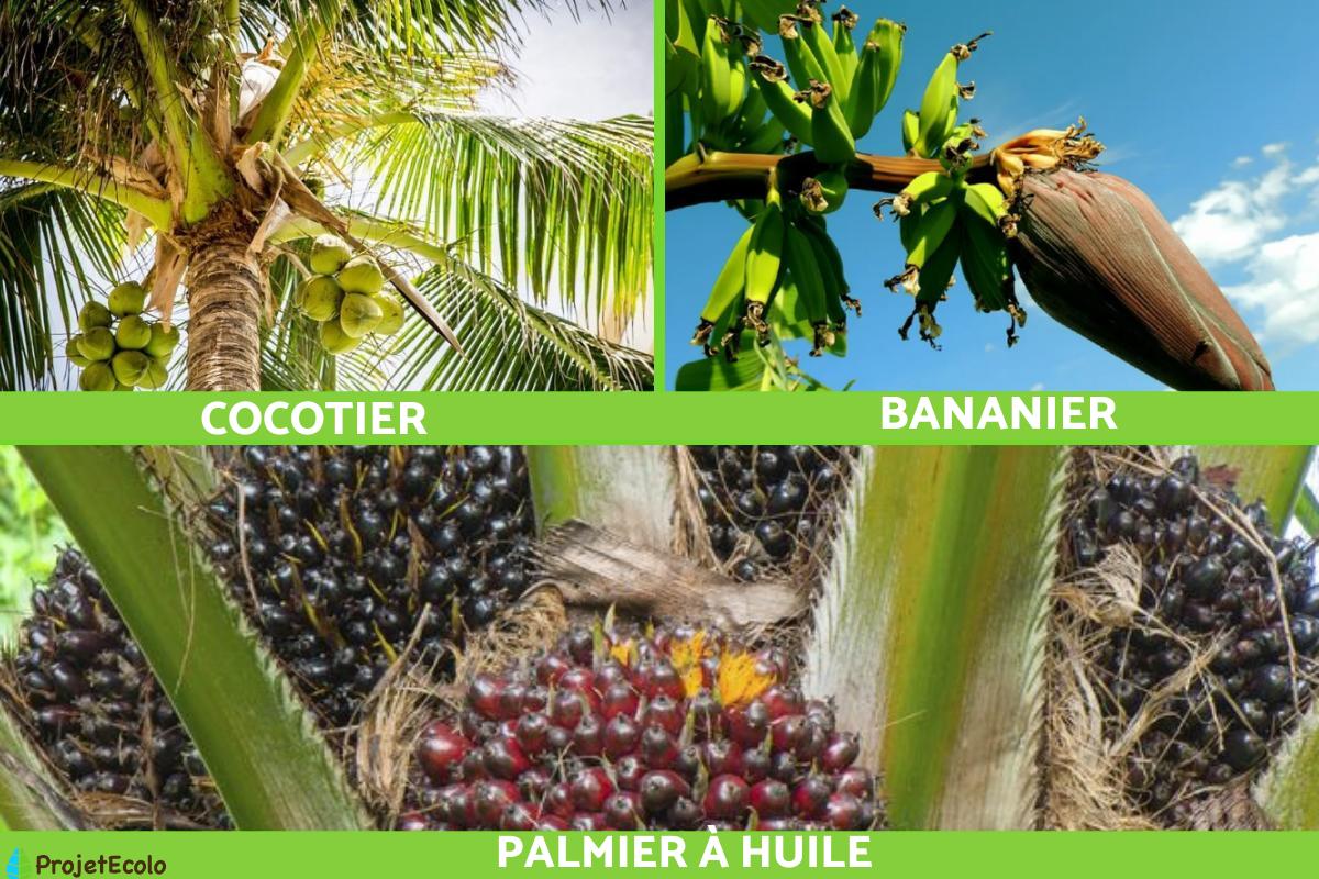 Forêt du Congo : Caractéristiques, flore et faune