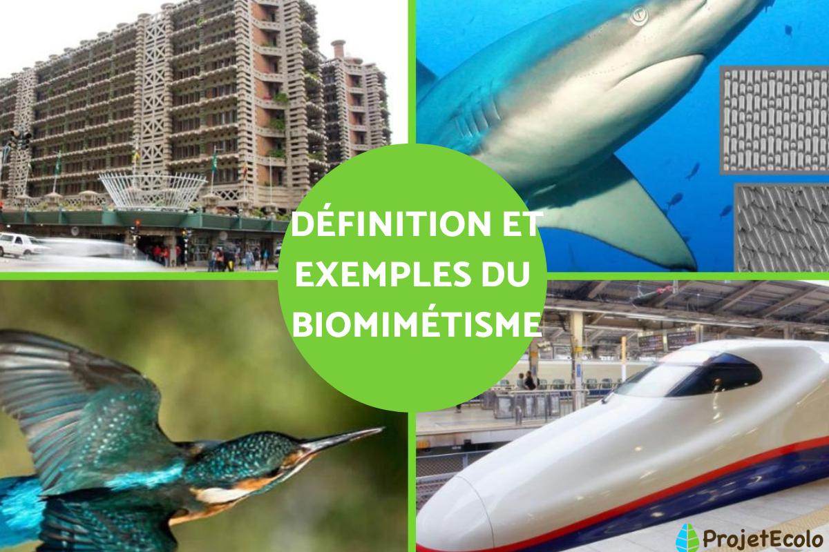 Biomimétisme : Définition et exemples